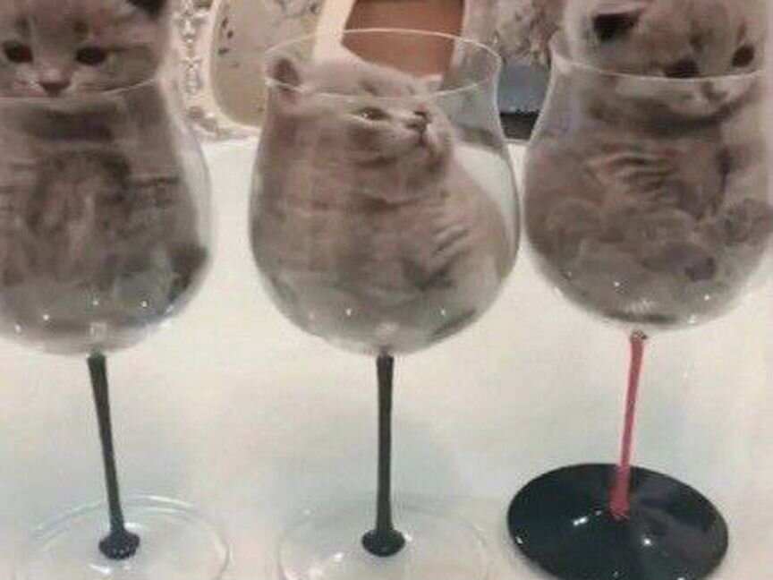 В добрые руки 2 кота шотландские вислоухие