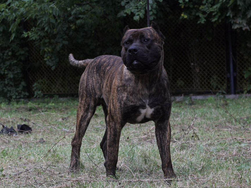 Вязка Преса канарио (канарский дог)