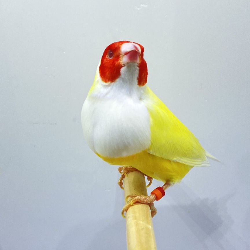 Амадина гульда самец