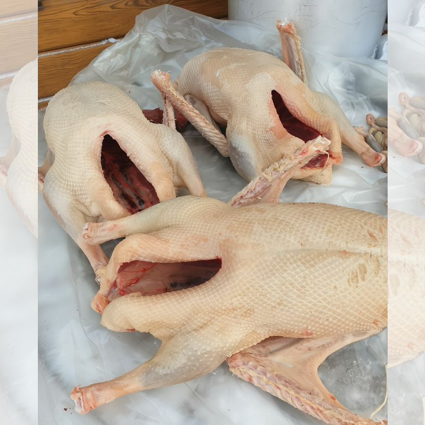 Тушки гуся, тушки индейки