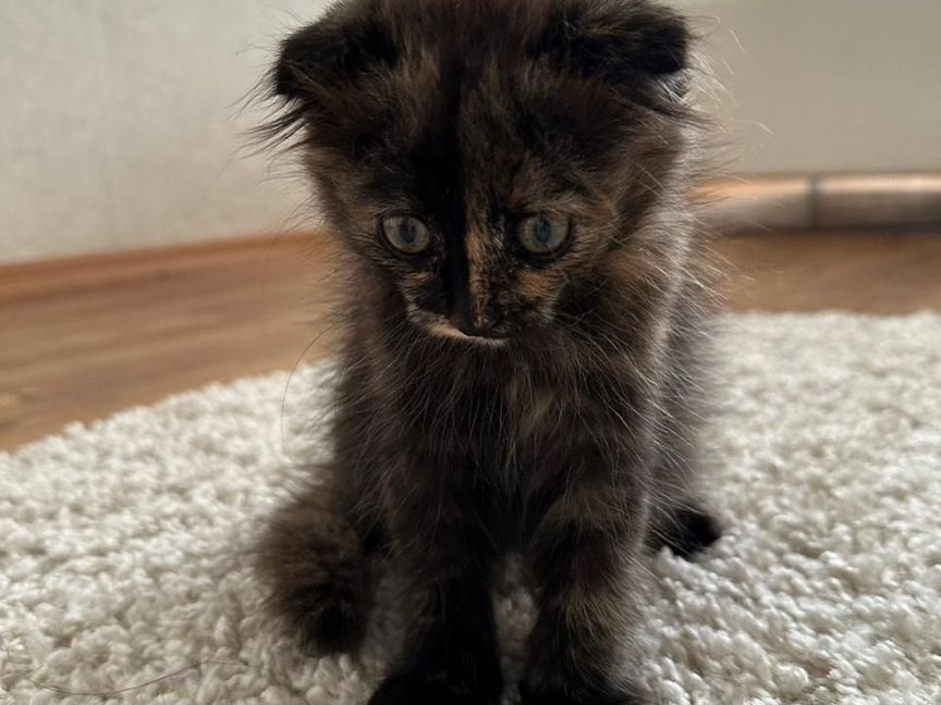 Котенок