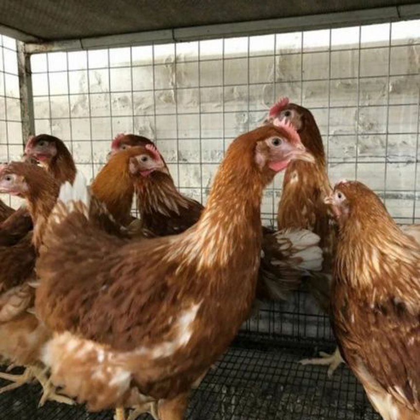Куры молодки несушки