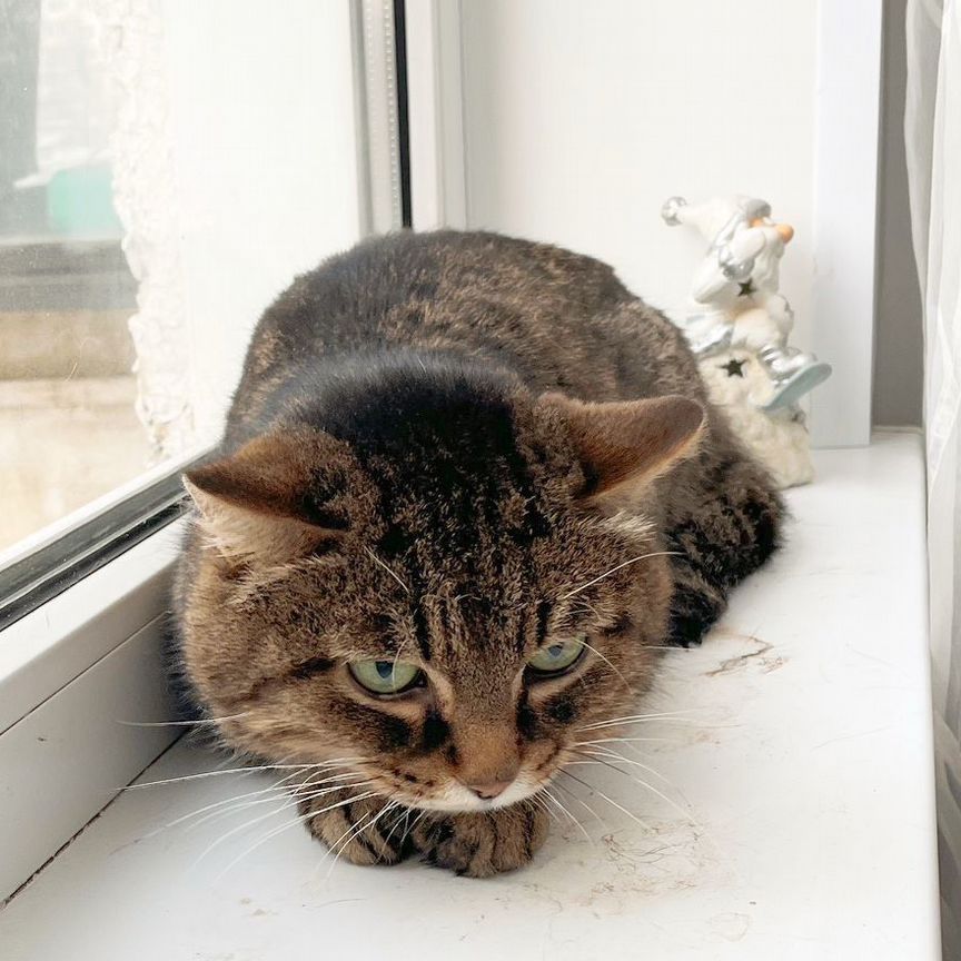 Найден кот, кот ищет дом