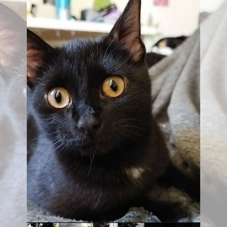 Взрослая кошка в добрые руки