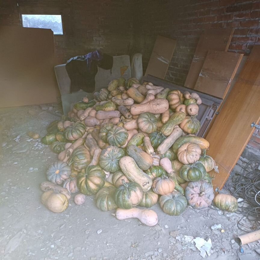 Тыква кормовая