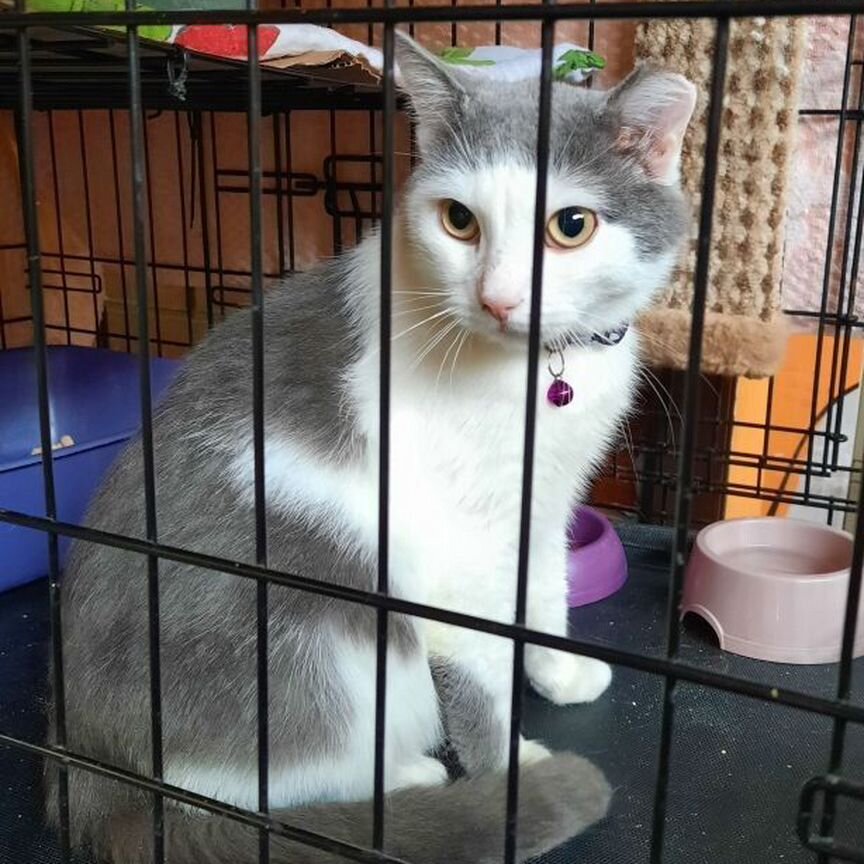 Взрослый кот в добрые руки