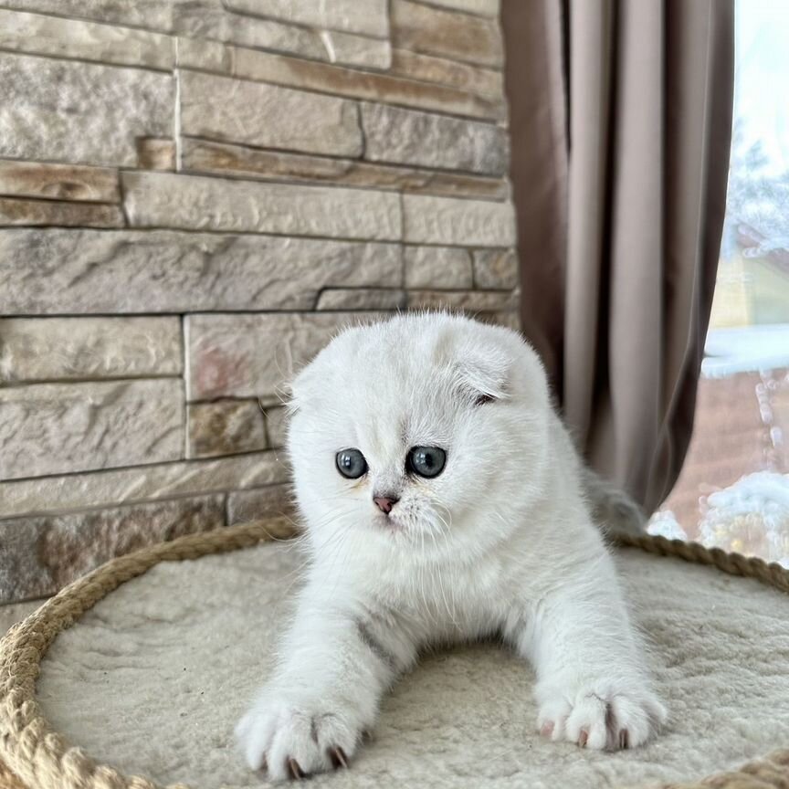 Плюшка Димасик