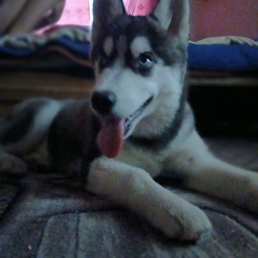 Щенки сибирской хаски 1