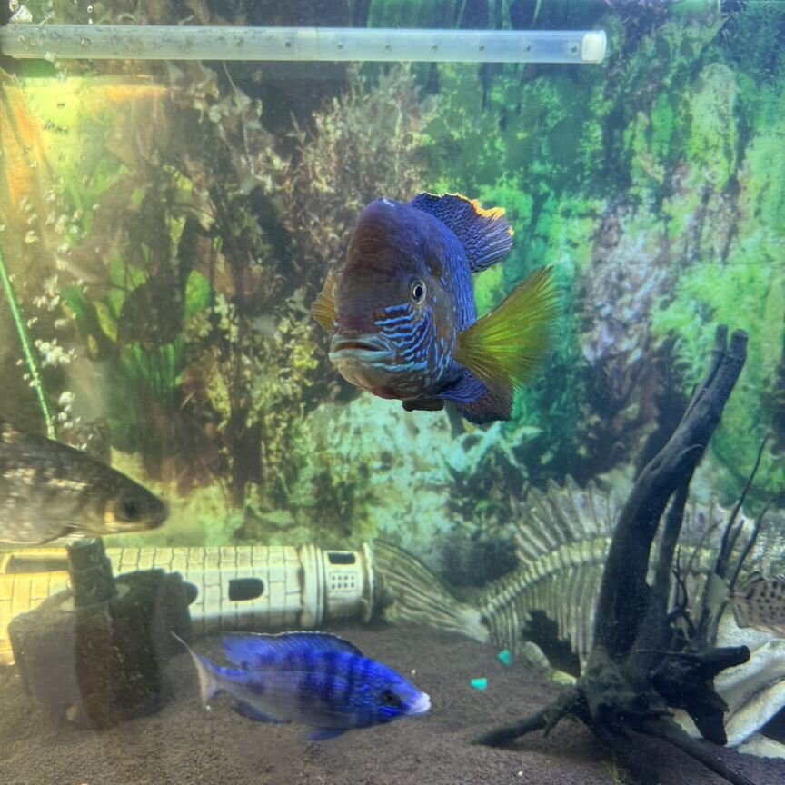 Акара бирюзовая