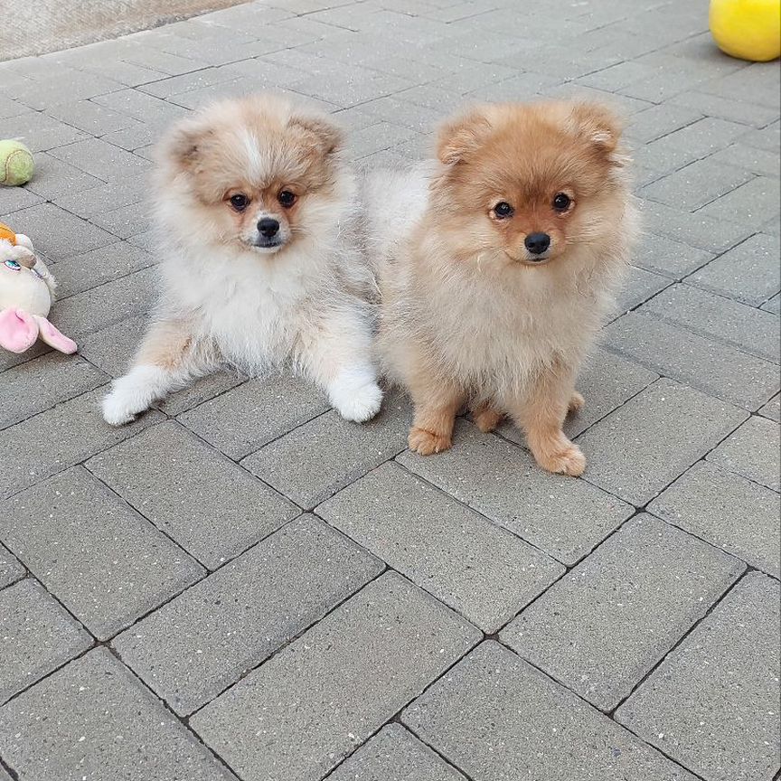 Померанский шпиц