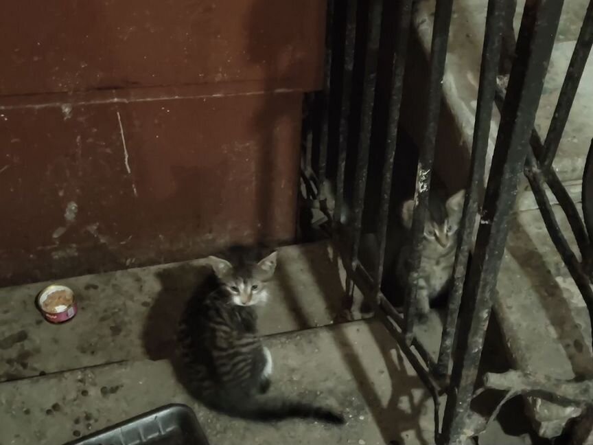Мама-кошка и две котёнки