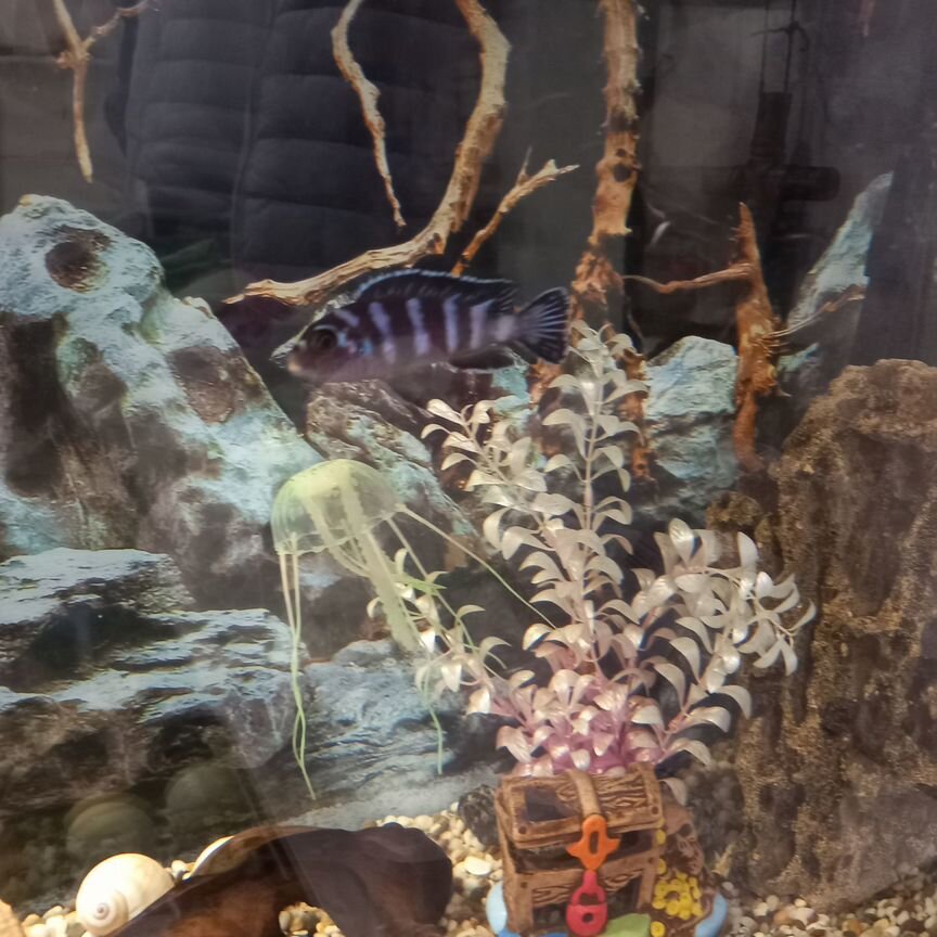 Певдотрофеус демасони