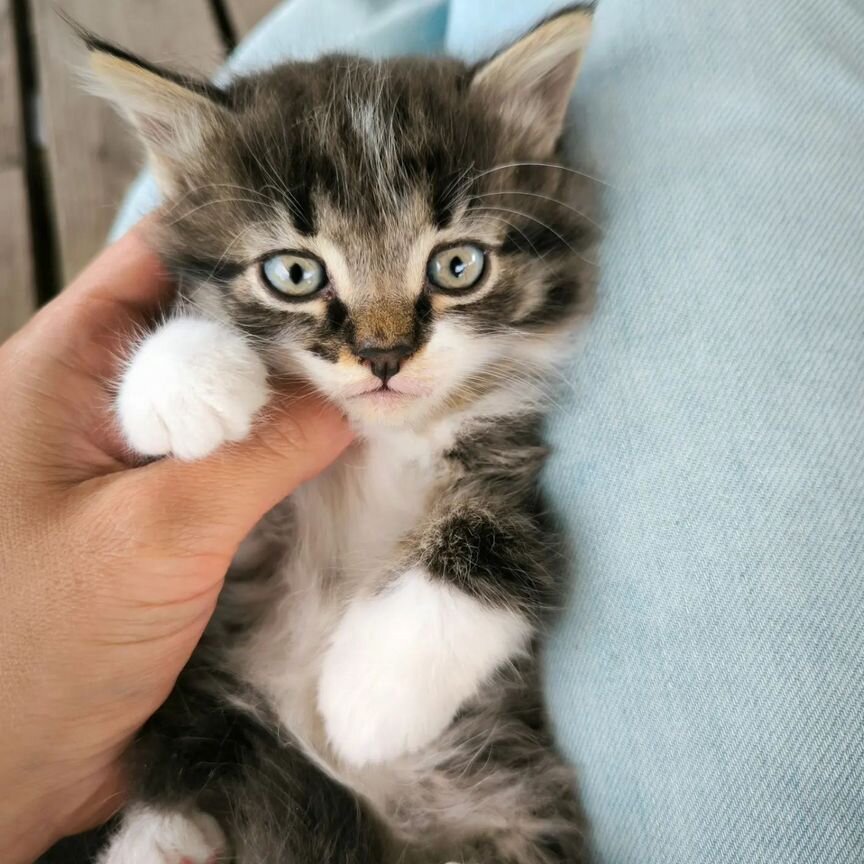 Котёнок тигровый мальчик