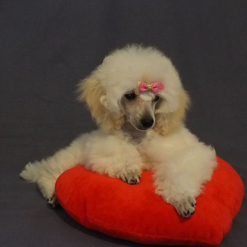 Щенки той пуделя