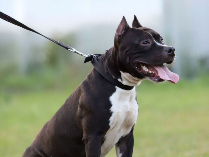 Мальчик амстаффа 1 год