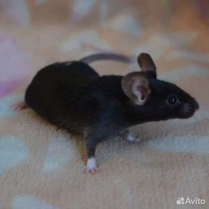 Декоротивная мышь. Мальчик