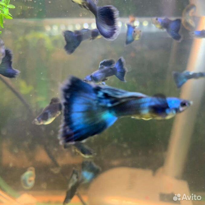 Гуппи малахит