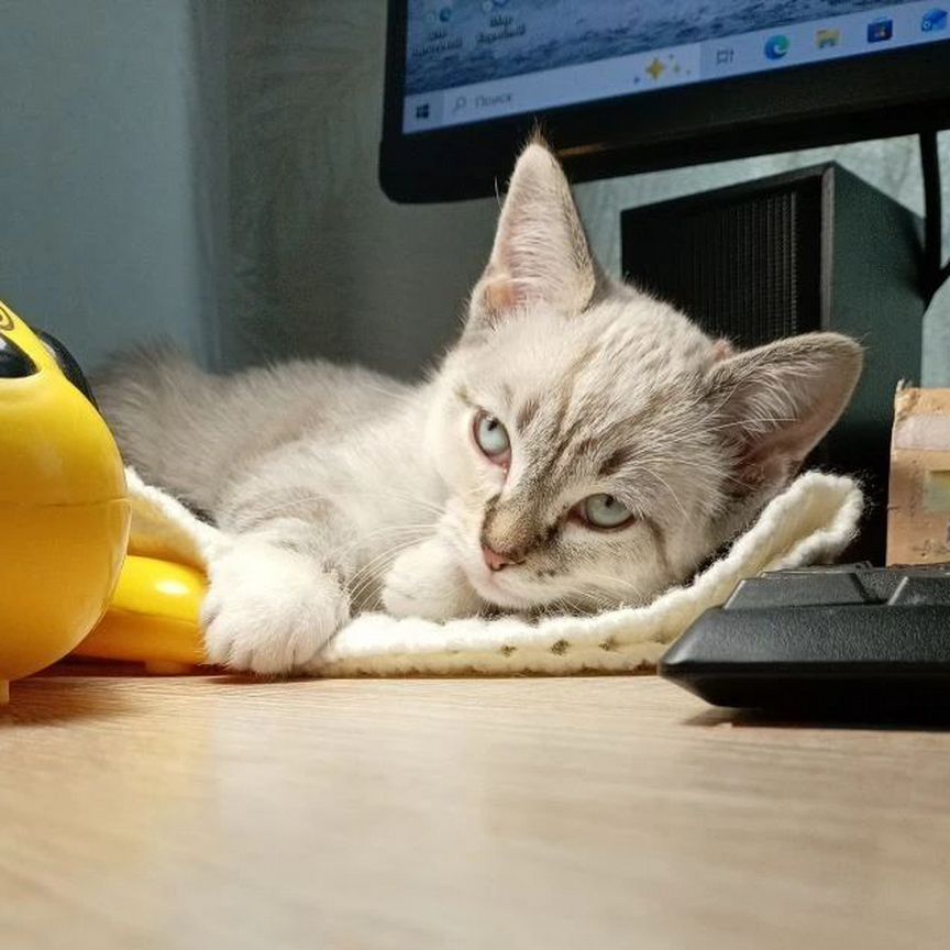 Котёнок от частного владельца