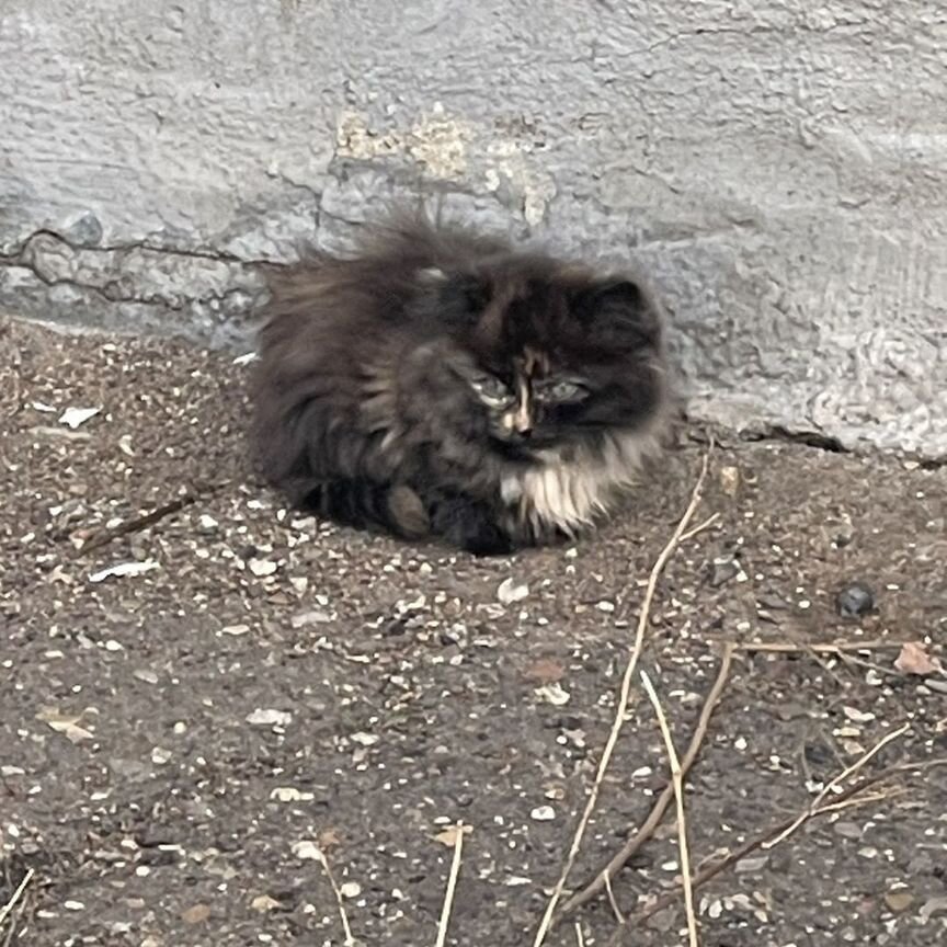 Котята трехцветные