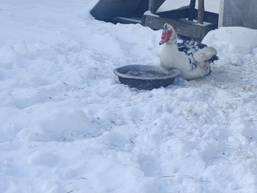 Индоутки селезни, петухи