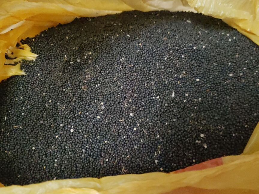 Корм для птиц (рапс)