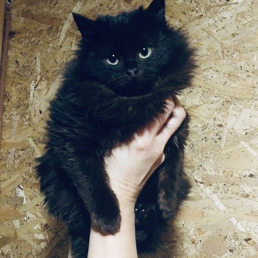 Черные пушистые котята, маленькие девочки