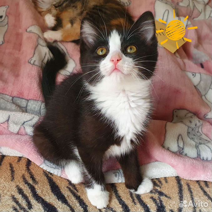 Чудесный котёнок. Девочка, 2 мес
