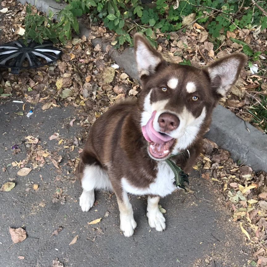 Сибирский хаски