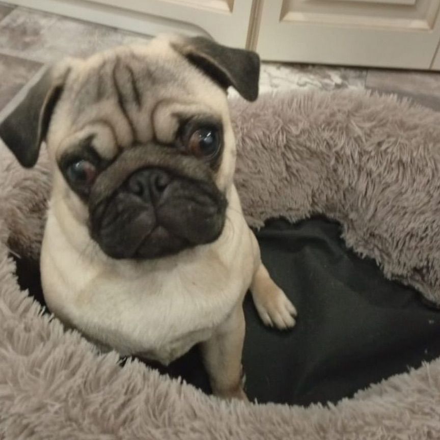 Мопс, щенок