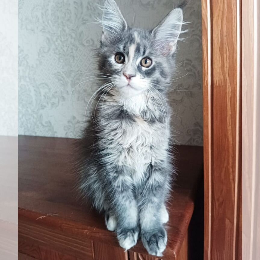 Мейн-кун красотки