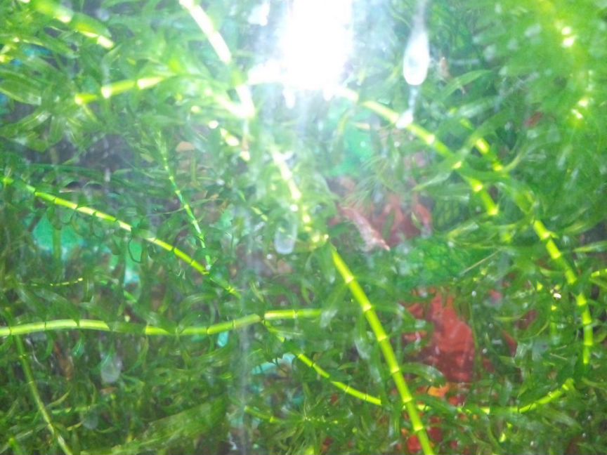 Аквариумное растение