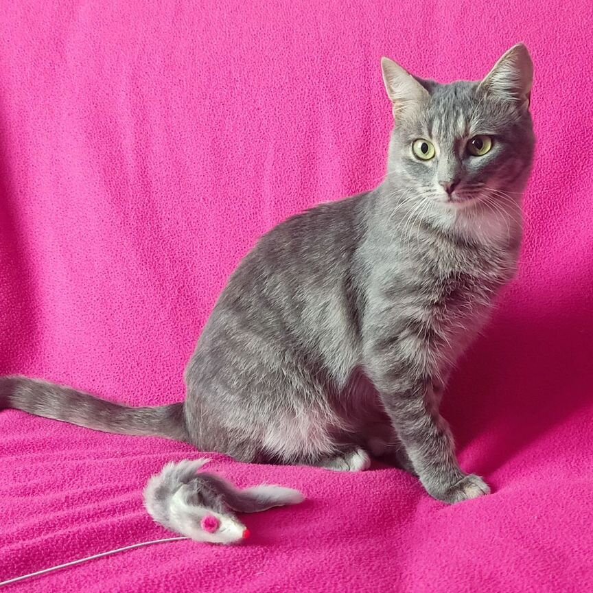 Кошка Мышка ищет дом
