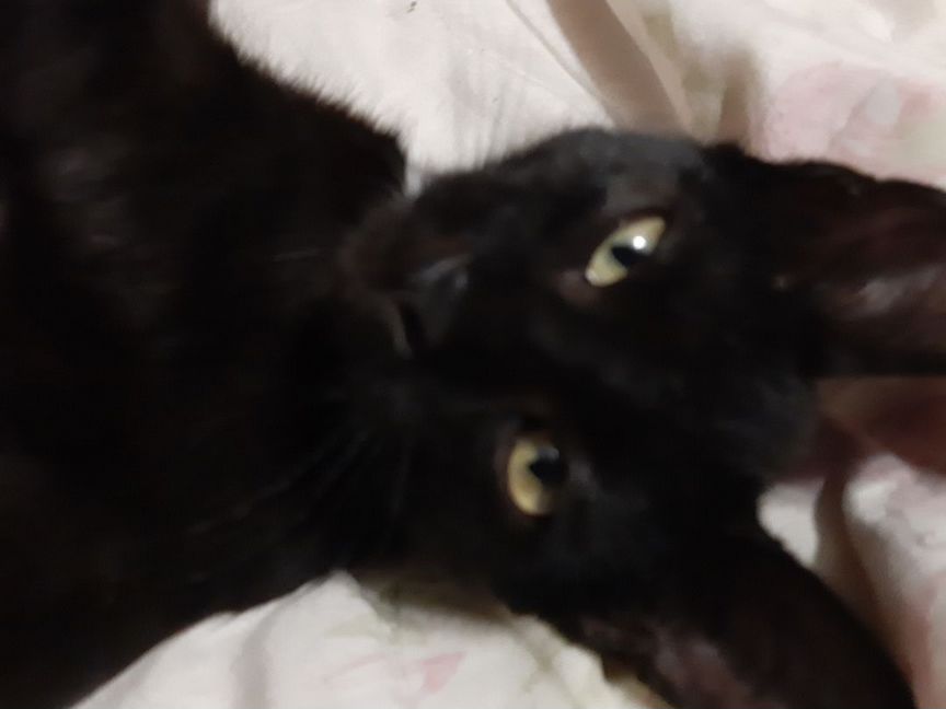 Котик в добрые руки