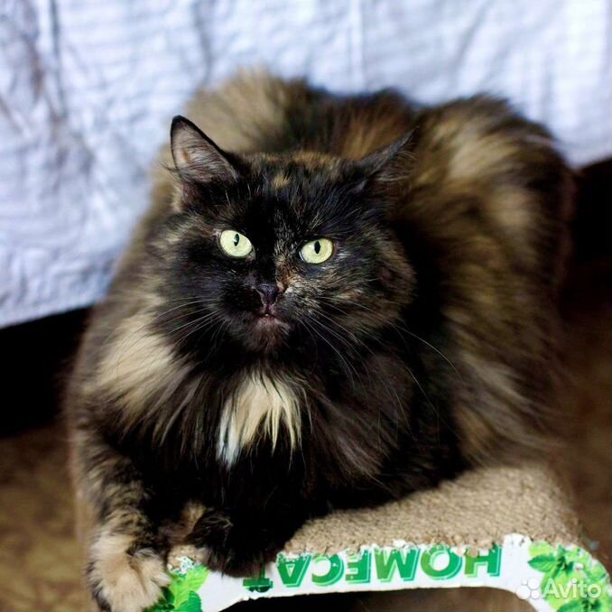 Женщина-кошка Маняша