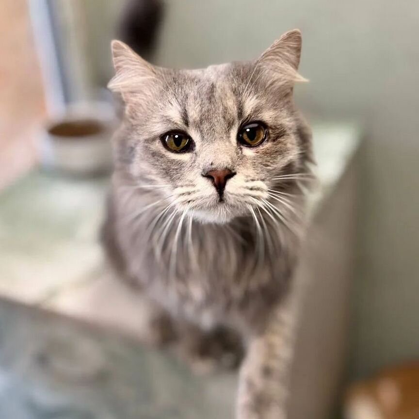 Взрослый кот в добрые руки