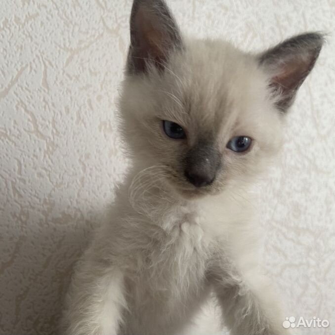 Котенок мальчик 1 месяц,порода сиамская