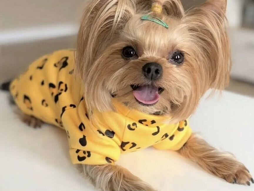 Одежда и обувь для щенка, размер S и XS