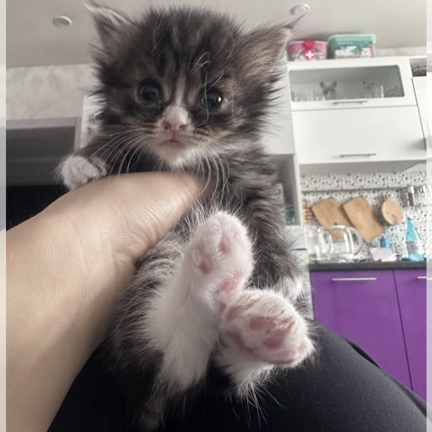 Сибирский котёнок