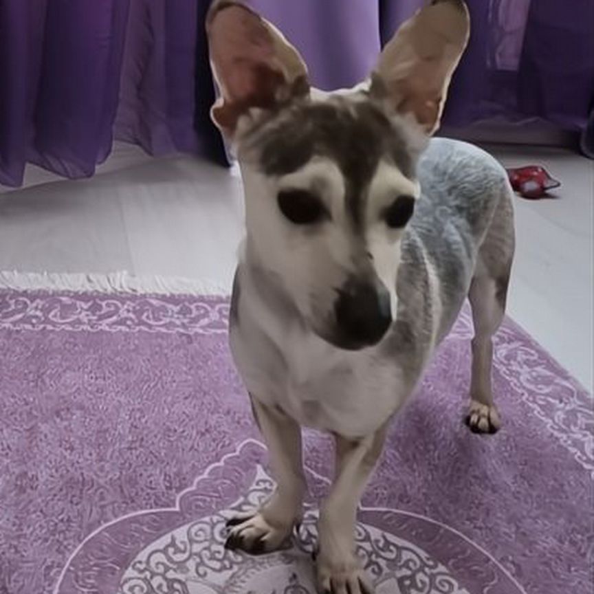 Взрослая собака в добрые руки