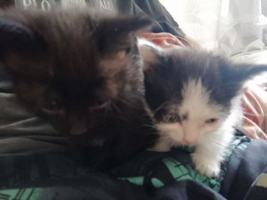 Котята бесплатно