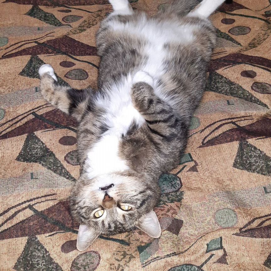 Котик в добрые руки