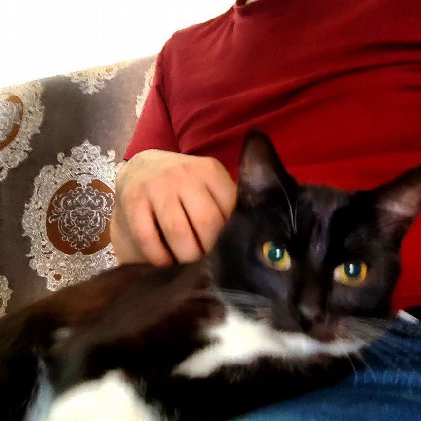 Котенок