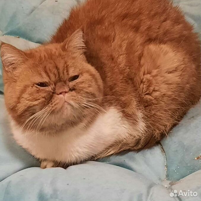 Экзот Арсений