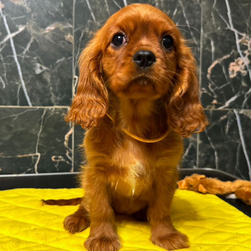 Рубиновая девочка Кавалер Кинг Чарльз спаниель