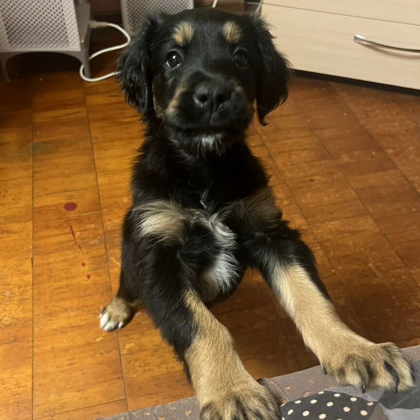 Шотландский сеттер, щенок