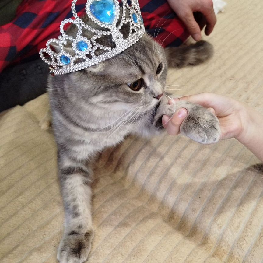 Отдам в добрые руки