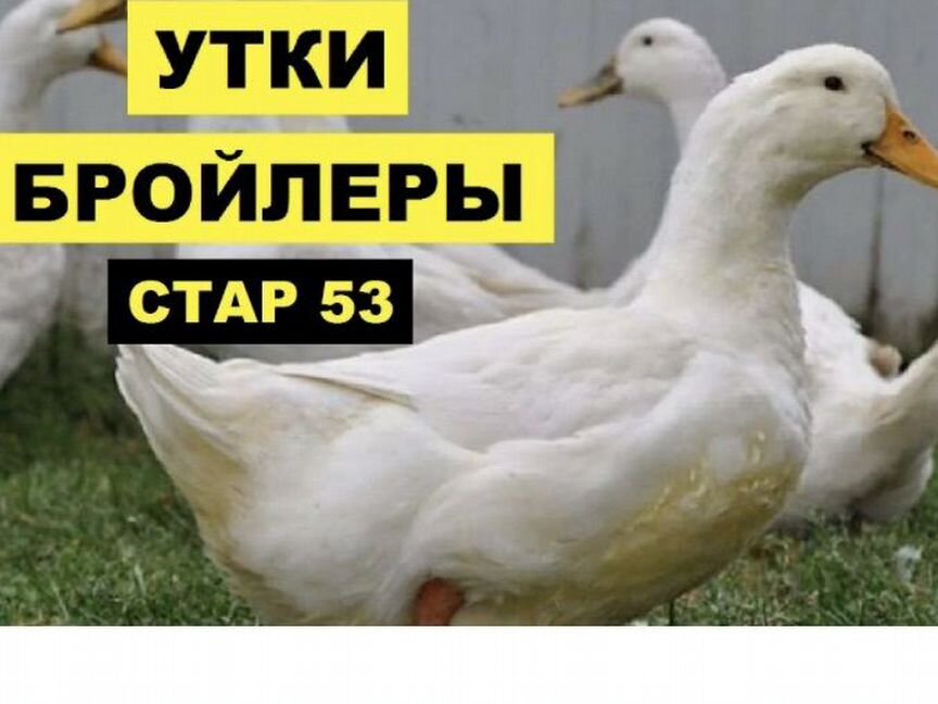 Суточные утята: Стар53 и Кросс Благоварский