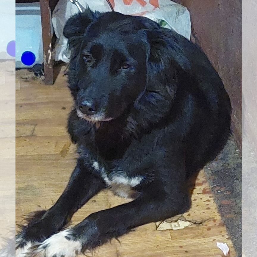 Собака в добрые руки