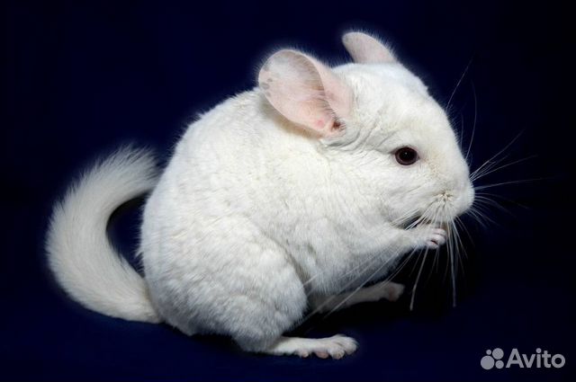 Шиншилла Белая