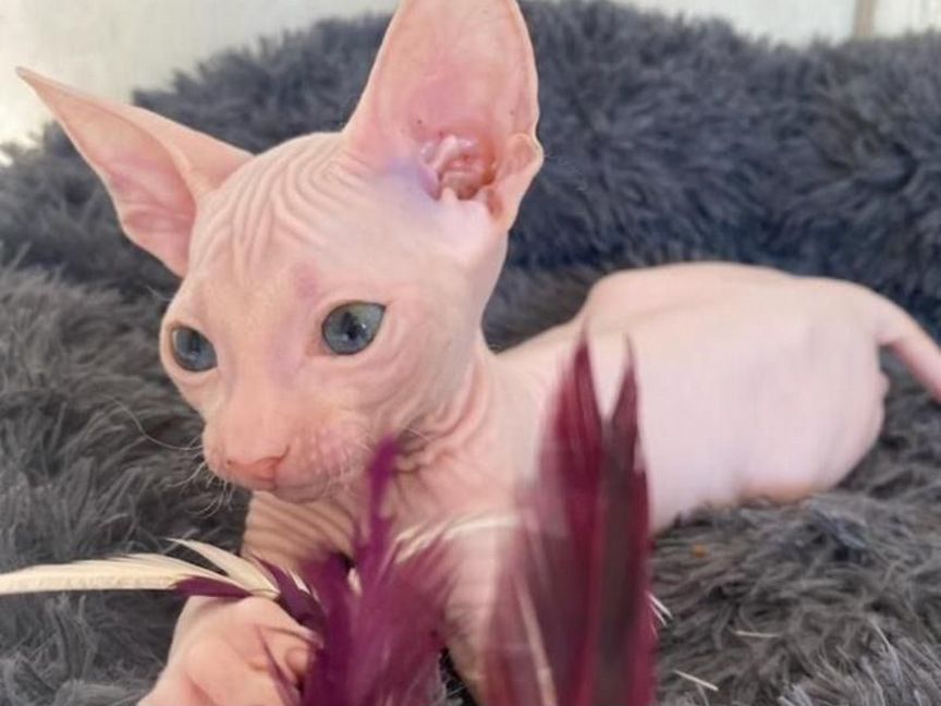 Котята сфинкс